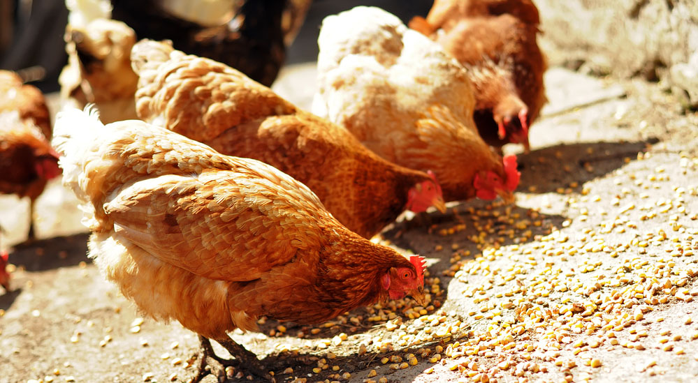 80 Percent Of Americans Believe Chicken Contains Added Hormones